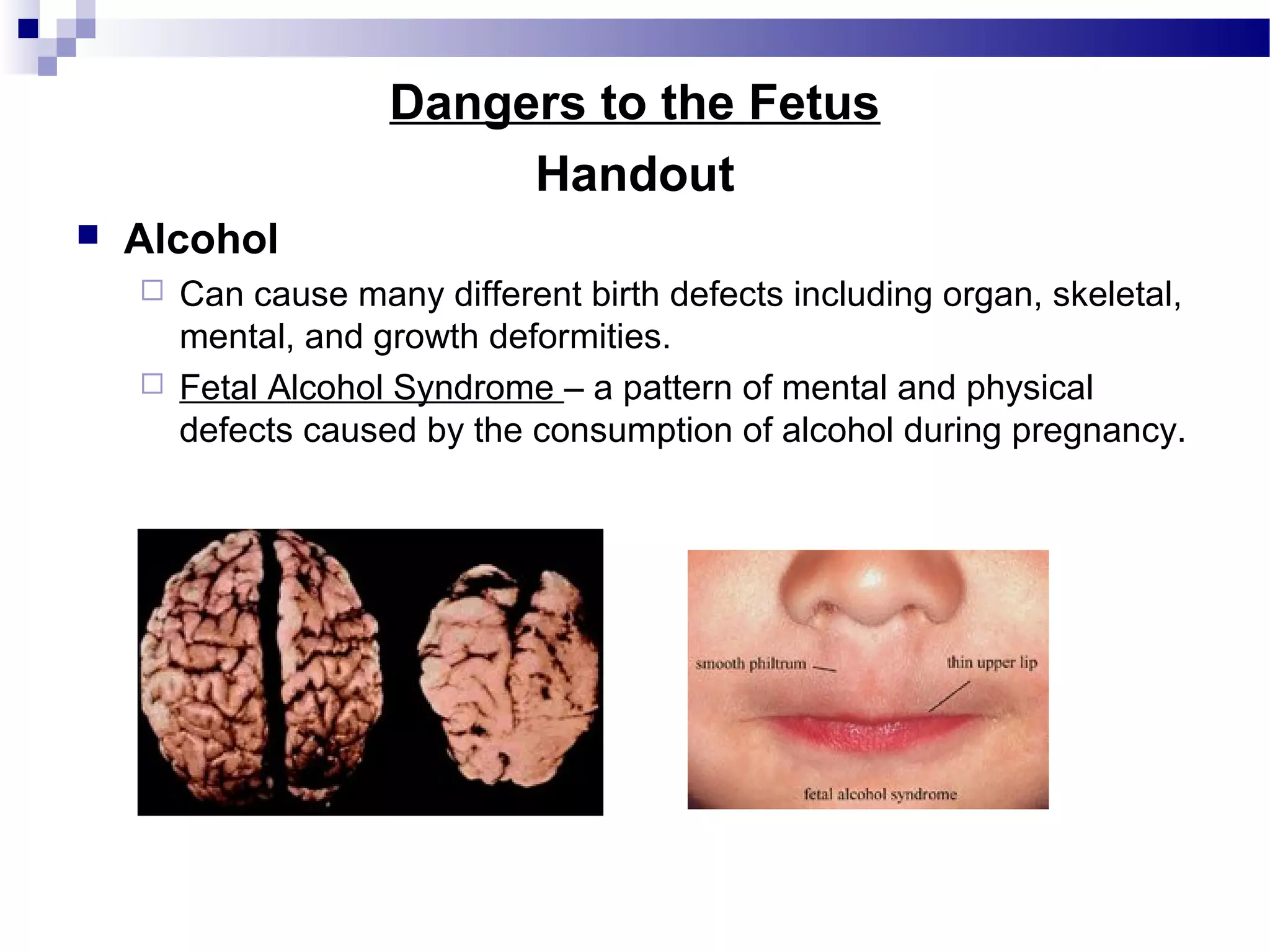 Stages of Human Embryo Development | PPT