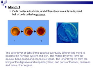 Stages of Human Embryo Development | PPT