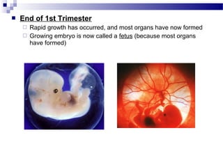 Stages of Human Embryo Development | PPT
