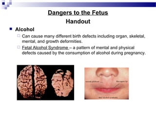 Stages of Human Embryo Development | PPT