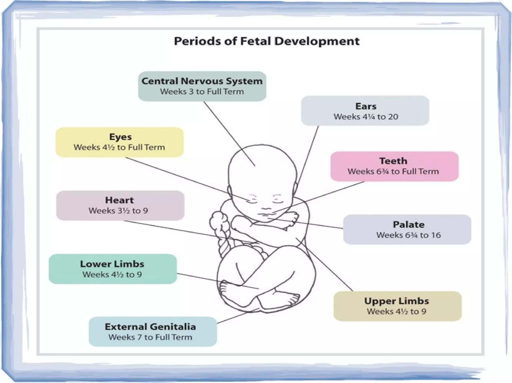 Stages of Human Growth (Pre-natal development - Senescence) | PPT