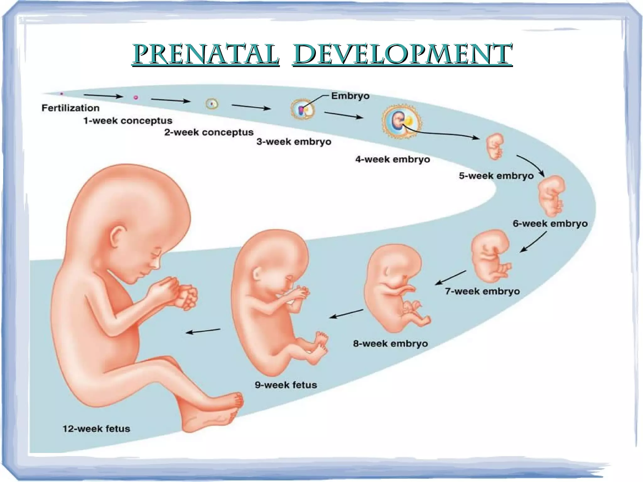 Stages of Human Growth (Pre-natal development - Senescence) | PPT