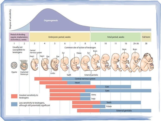 Stages of Human Growth (Pre-natal development - Senescence) | PPT