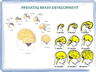 Stages of Human Growth (Pre-natal development - Senescence) | PPT