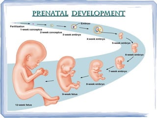 Stages of Human Growth (Pre-natal development - Senescence) | PPT
