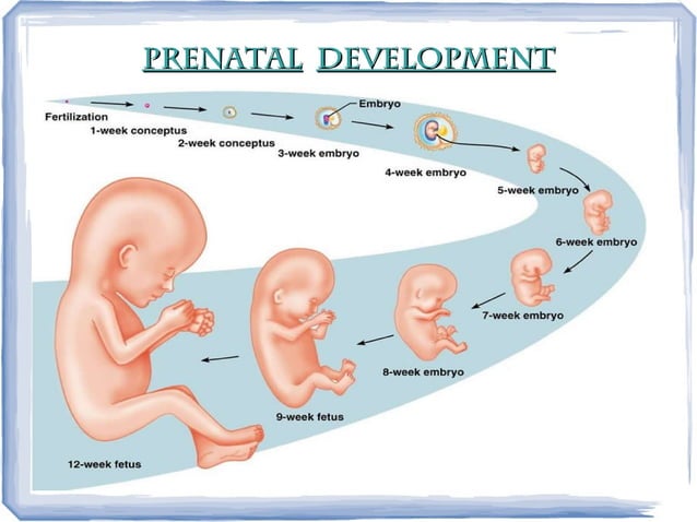 Stages of Human Growth (Pre-natal development - Senescence)