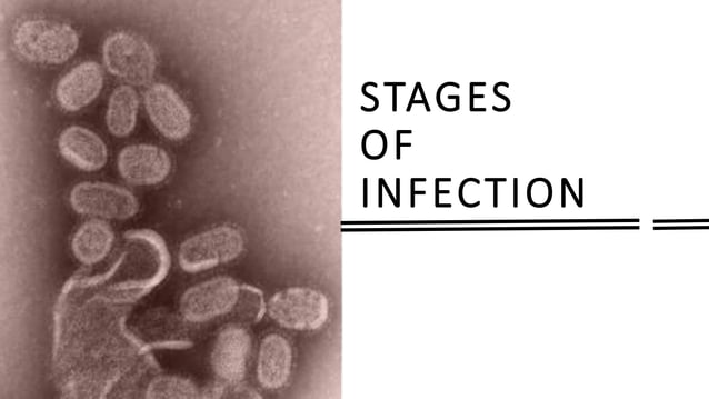 Stages of Infection powerpoint presentationx | PPTX | Infectious ...