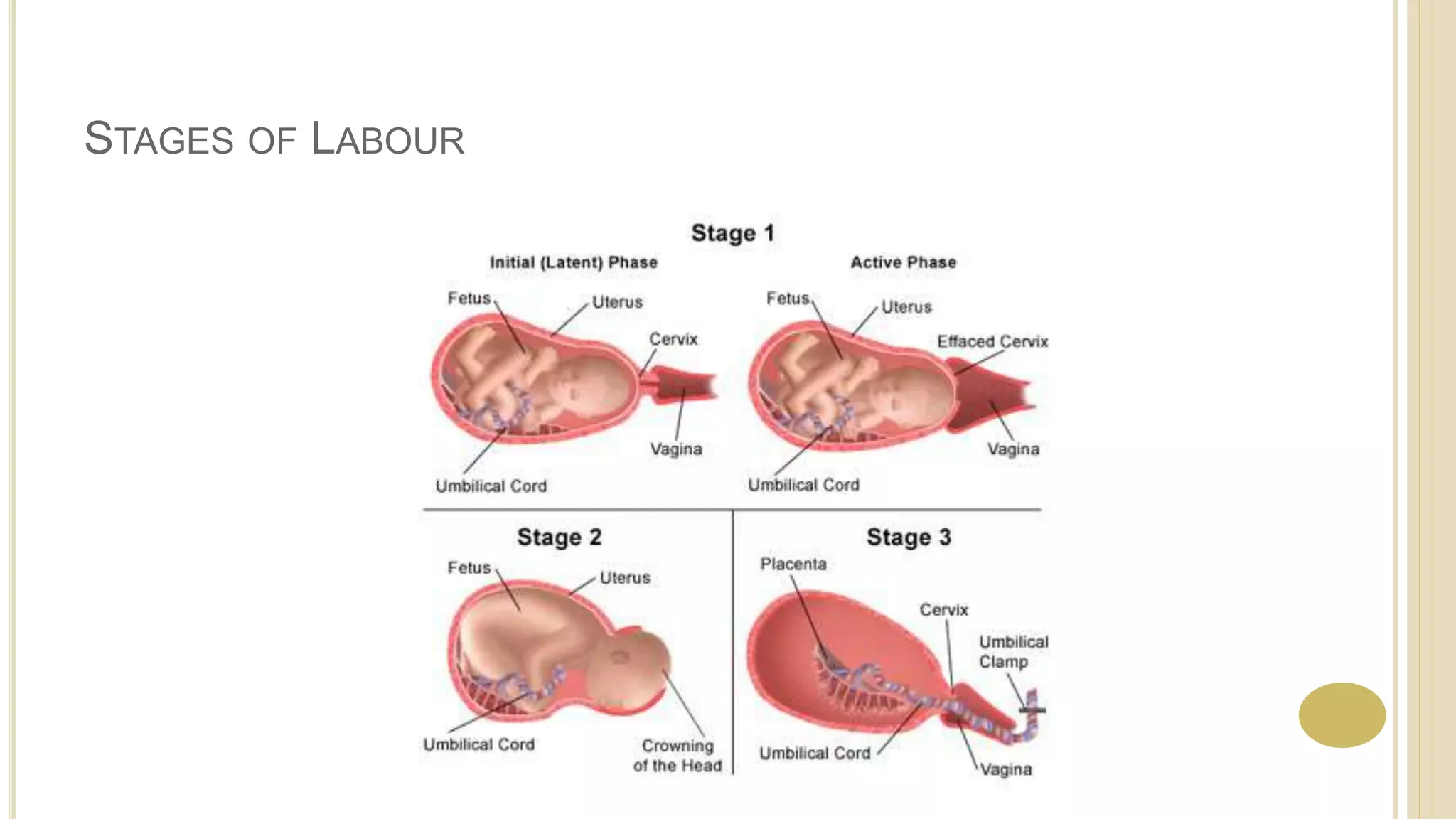 Stages of labour | PPTX