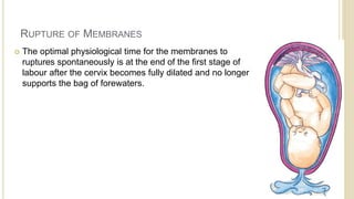 Stages of labour | PPTX