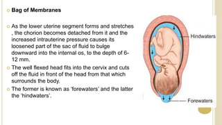 Stages of labour | PPTX | Pregnancy | Reproductive Health