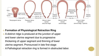 Stages of labour | PPTX | Pregnancy | Reproductive Health