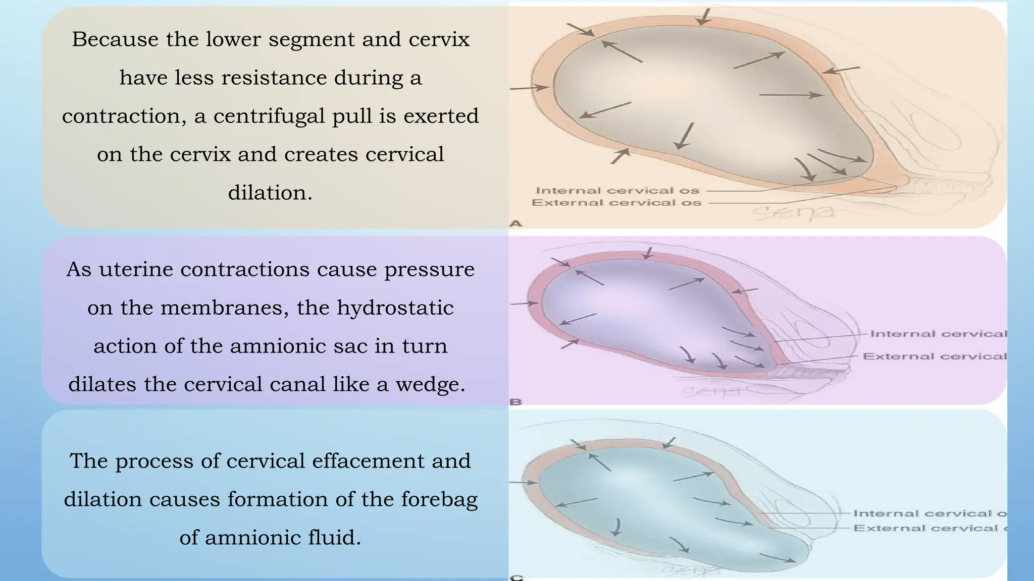 Stages of labour presentation in obstetrics.pptx