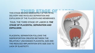Stages of labour presentation in obstetrics.pptx
