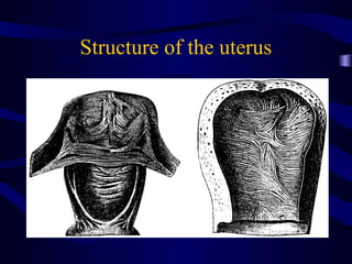 Stages of labour and alternative therapies | PPT
