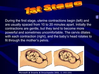 Stages of labour and alternative therapies | PPT