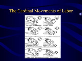 Stages of labour and alternative therapies | PPT