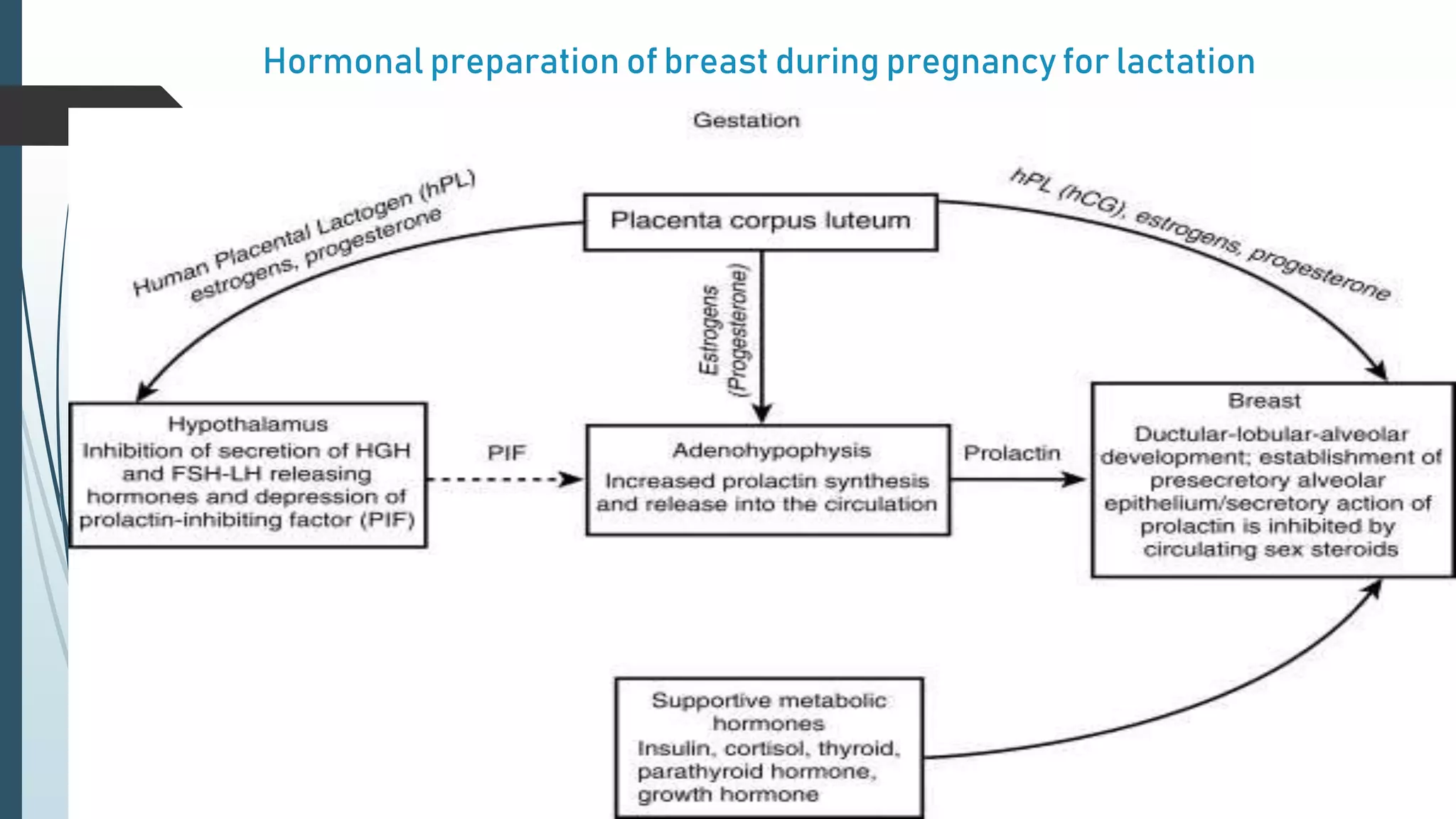 STAGES OF LACTATION AND LACTATIONAL FAILURE.pptx