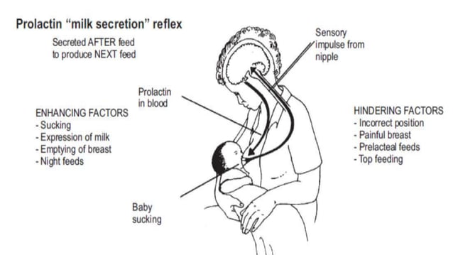 STAGES OF LACTATION AND LACTATIONAL FAILURE.pptx