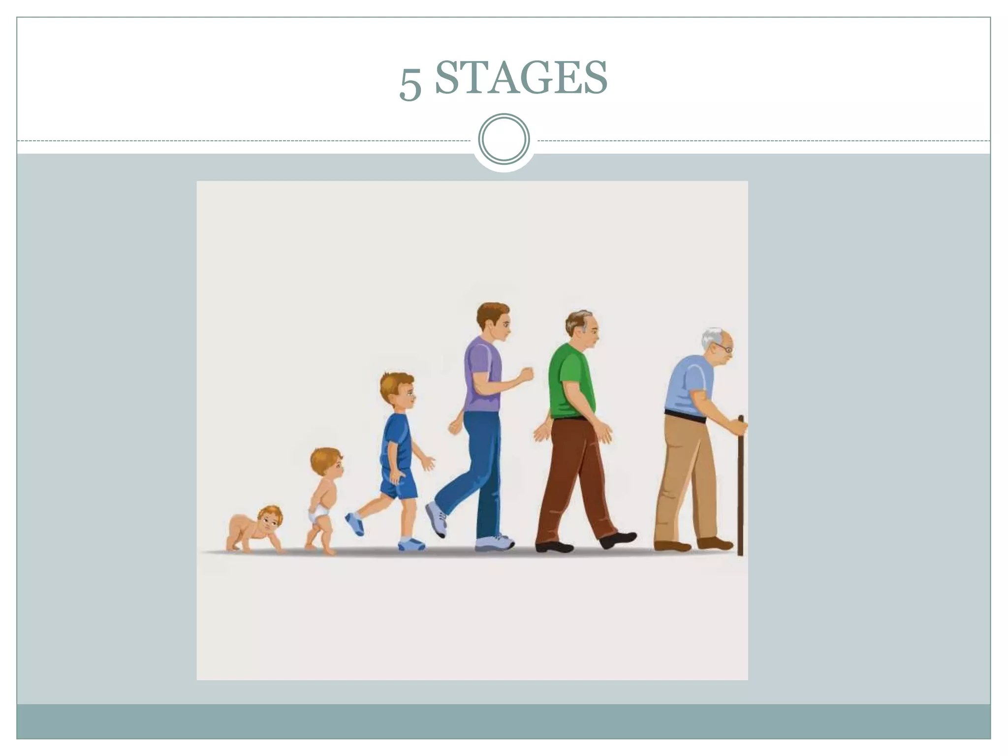 Stages of life 3rd primary | PPT