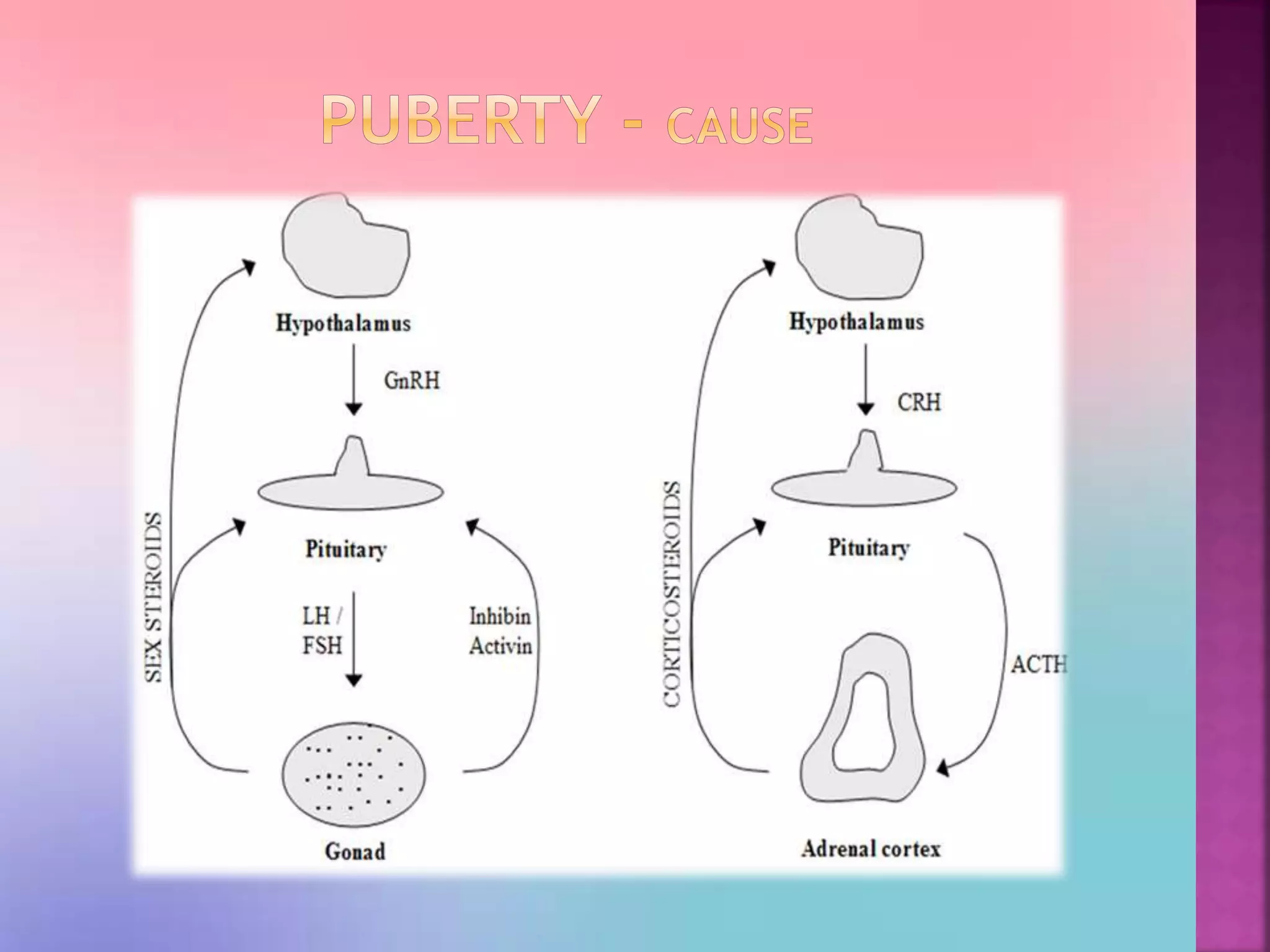 Stages of Life Span (Puberty to Old Age) | PPTX