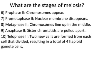 9 Stages Of Meiosis