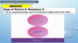 Cell Division - Stages of Meiosis and Mitosis .pptx