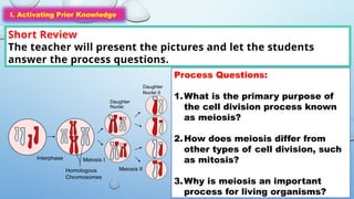 Cell Division - Stages of Meiosis and Mitosis .pptx