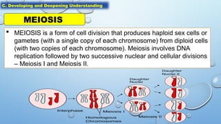 Cell Division - Stages of Meiosis and Mitosis .pptx