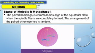 Cell Division - Stages of Meiosis and Mitosis .pptx
