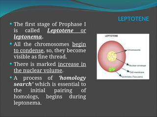 stages_OF_MEIOSIS.pptstages_OF_MEIOSIS.ppt