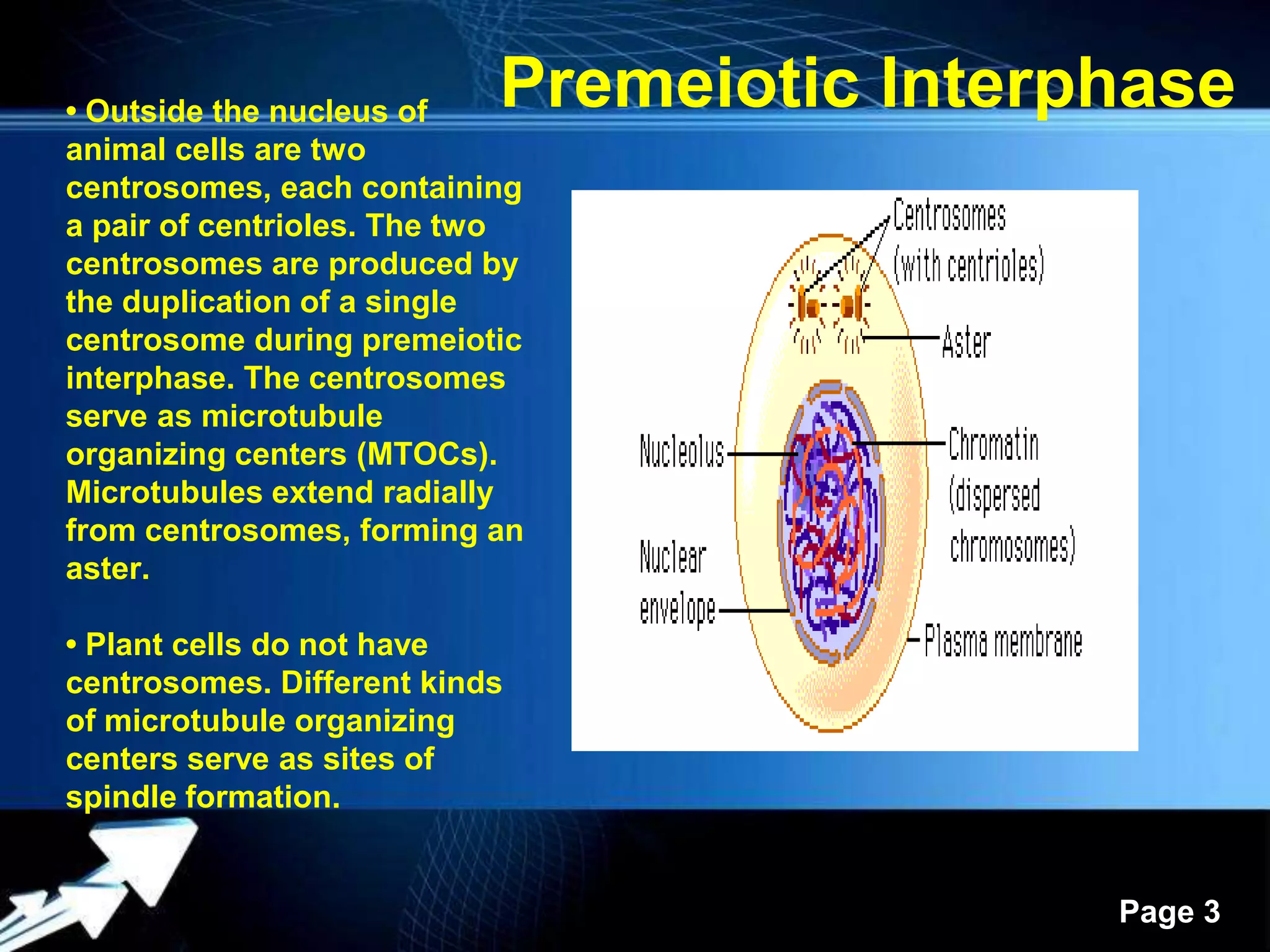 Stages of meoisis i (1) | PPTX