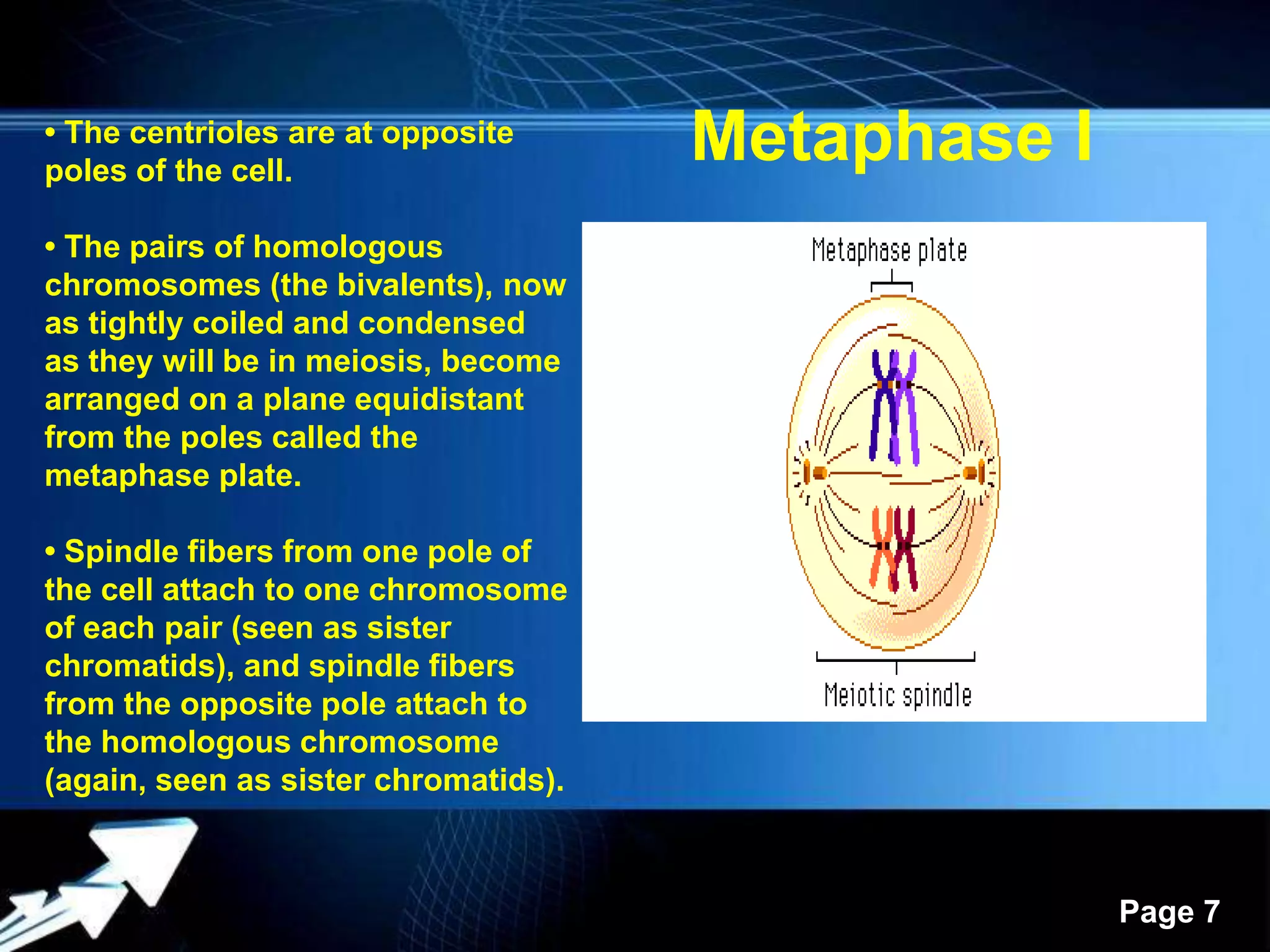 Stages of meoisis i (1) | PPTX