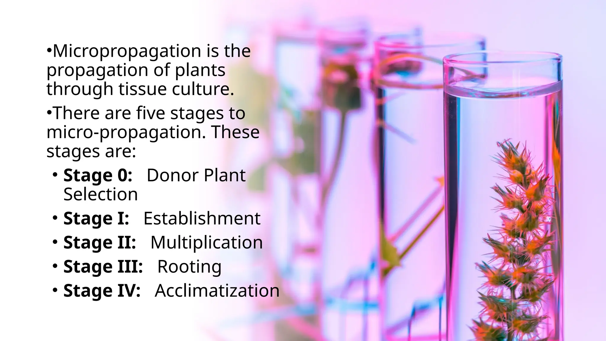 Stages of Micropropagation Plant Tissue Culture.pptx