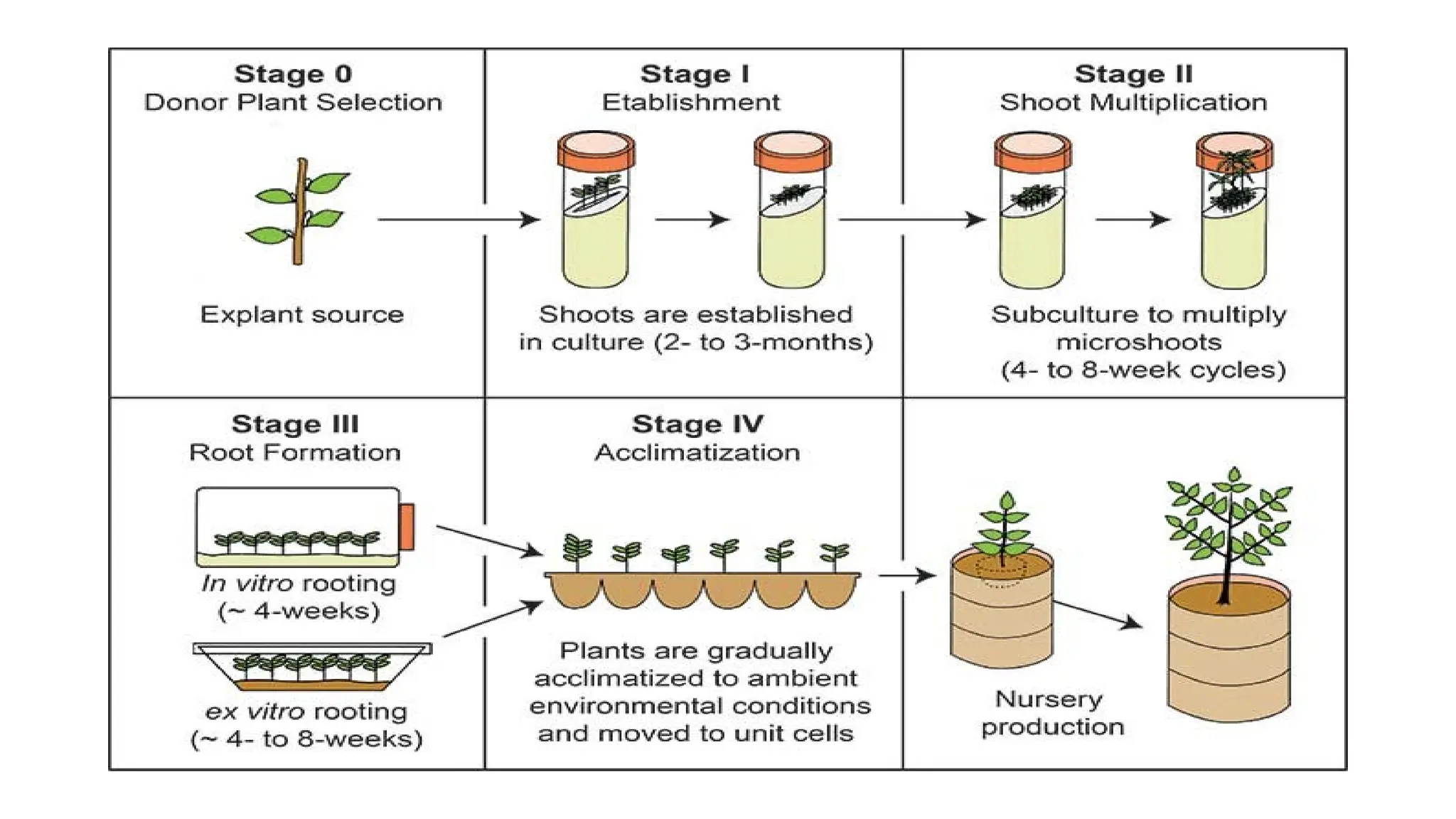 Stages of Micropropagation Plant Tissue Culture.pptx