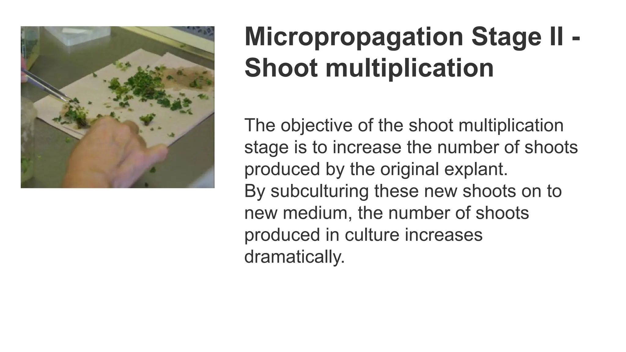 Stages of Micropropagation Plant Tissue Culture.pptx
