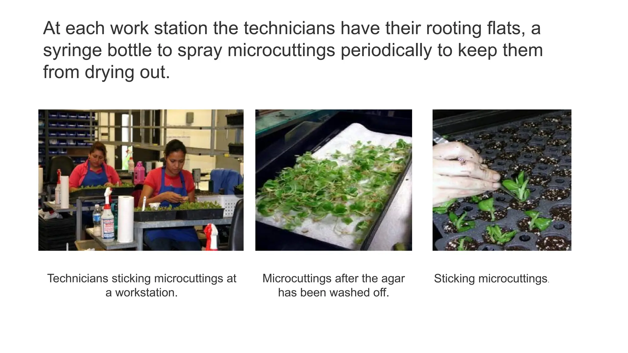 Stages of Micropropagation Plant Tissue Culture.pptx