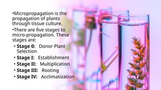 Stages of Micropropagation Plant Tissue Culture.pptx