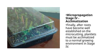 Stages of Micropropagation Plant Tissue Culture.pptx