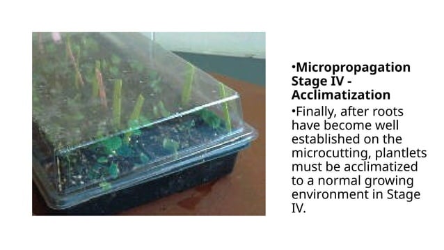Stages of Micropropagation Plant Tissue Culture.pptx