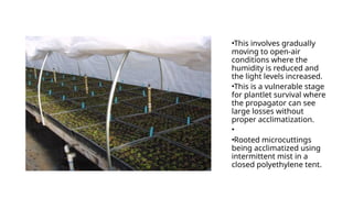 Stages of Micropropagation Plant Tissue Culture.pptx