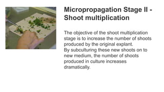 Stages of Micropropagation Plant Tissue Culture.pptx