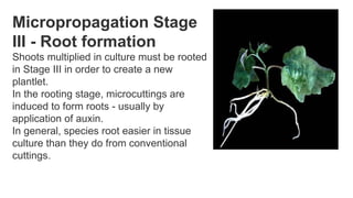 Stages of Micropropagation Plant Tissue Culture.pptx