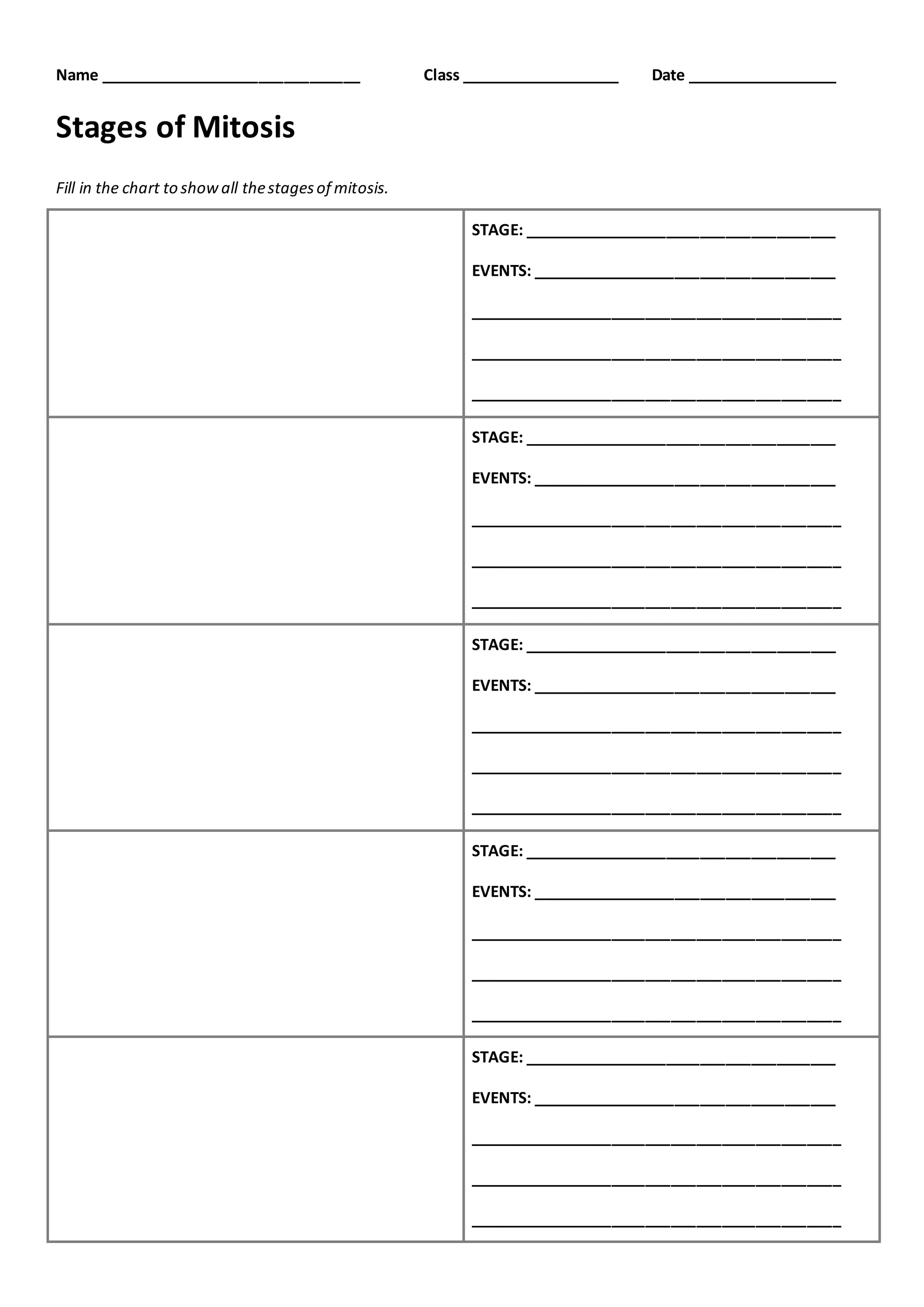 Stages of mitosis | PDF