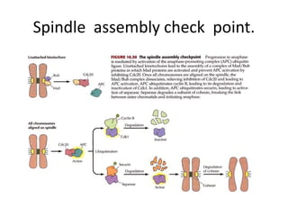 STAGES OF MITOSIS.pptx