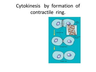 STAGES OF MITOSIS.pptx