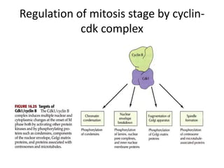 STAGES OF MITOSIS.pptx