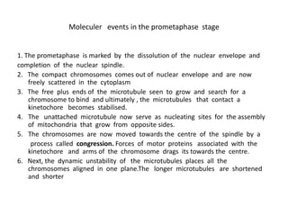 STAGES OF MITOSIS.pptx
