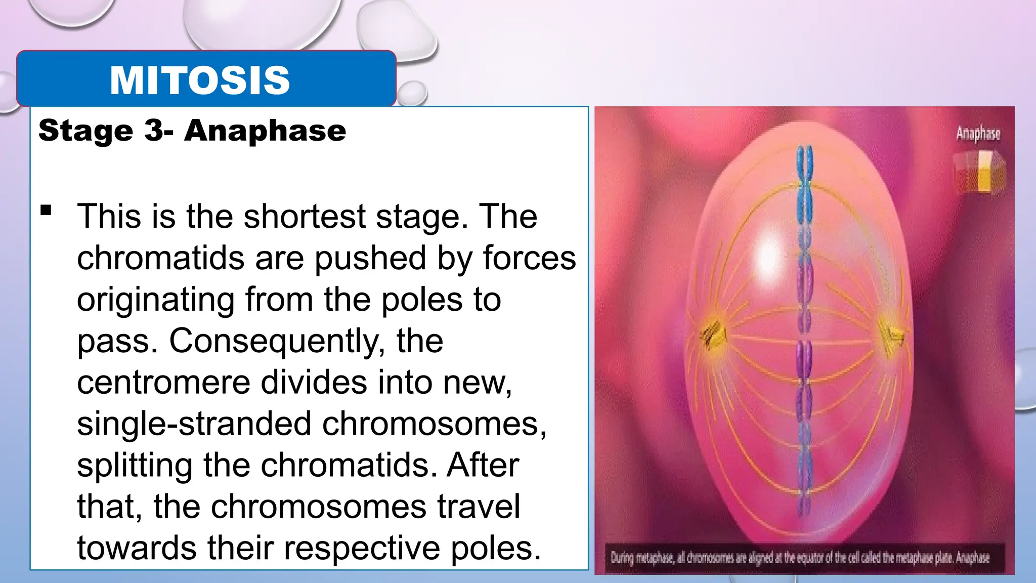Stages of Mitosis for grade seven q2.pptx