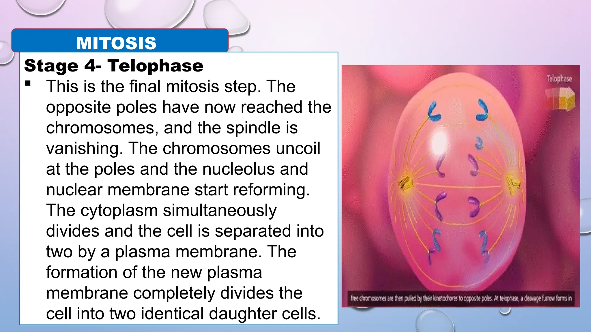 Stages of Mitosis for grade seven q2.pptx