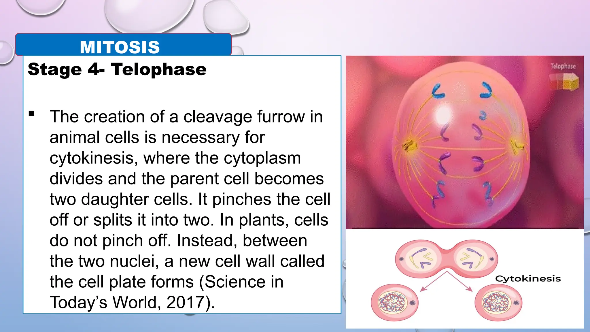 Stages of Mitosis for grade seven q2.pptx